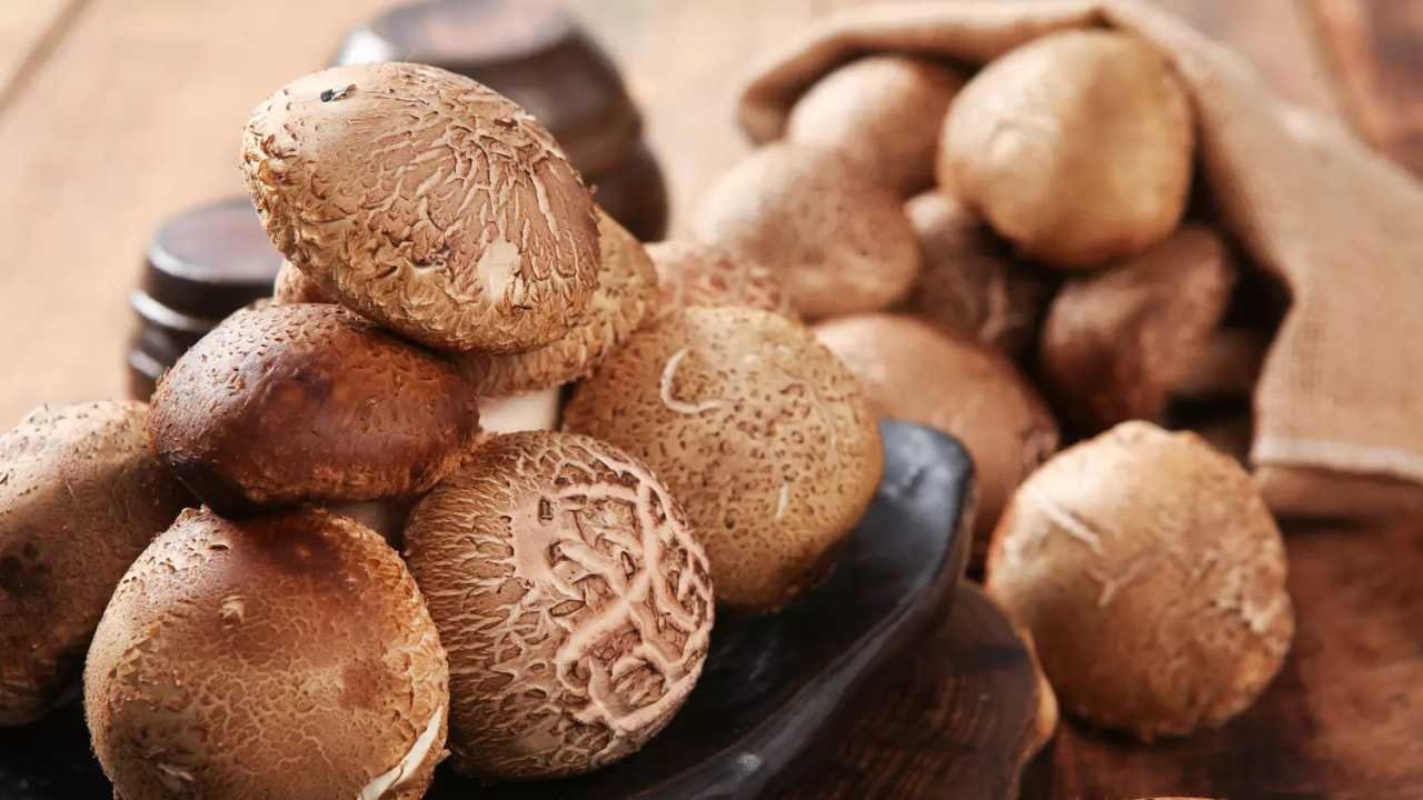 Shiitake ⚠️ Herpes Treatment with This Fantastic Mushroom